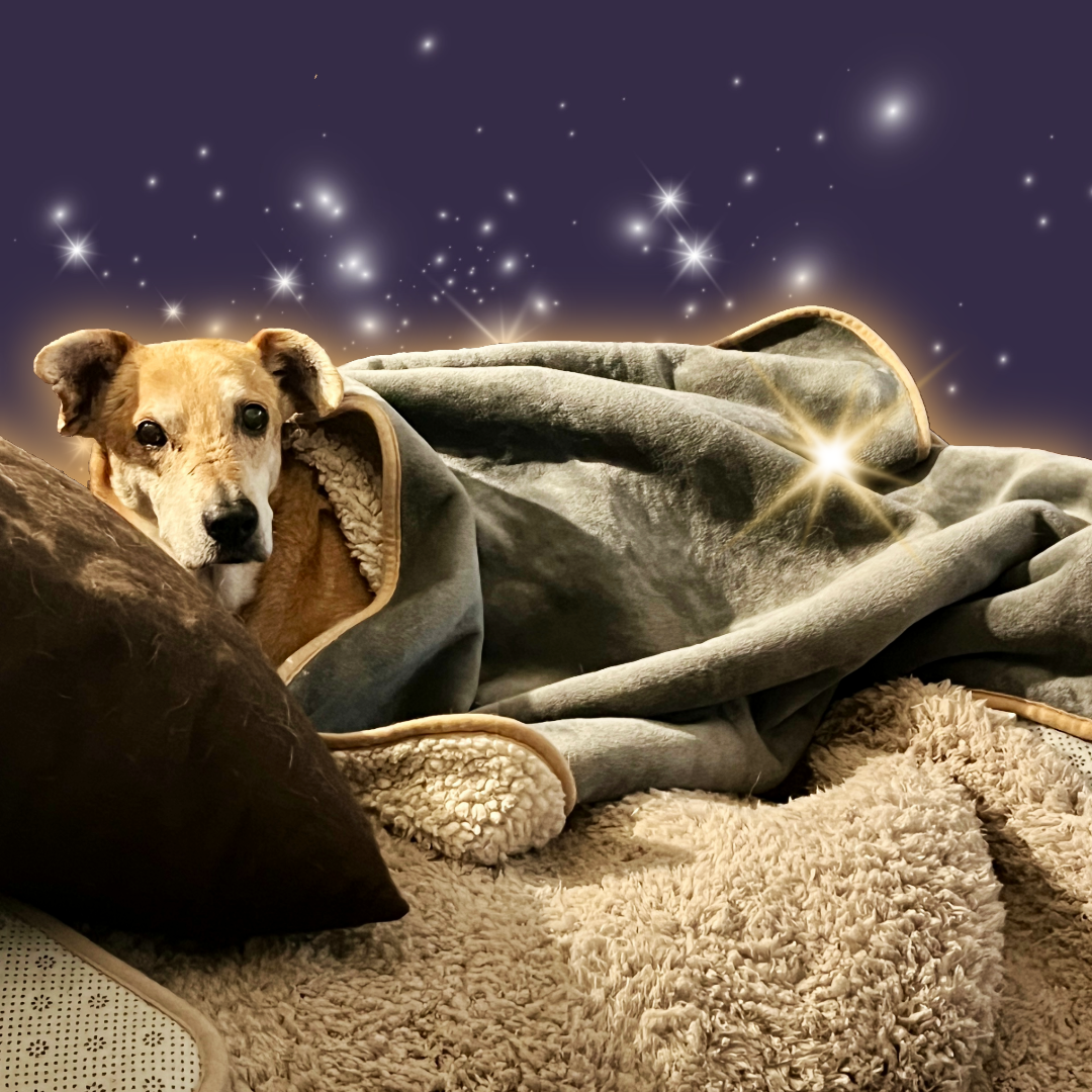 Dogs 4 Rescue Shop (run by Grumpy Stu)