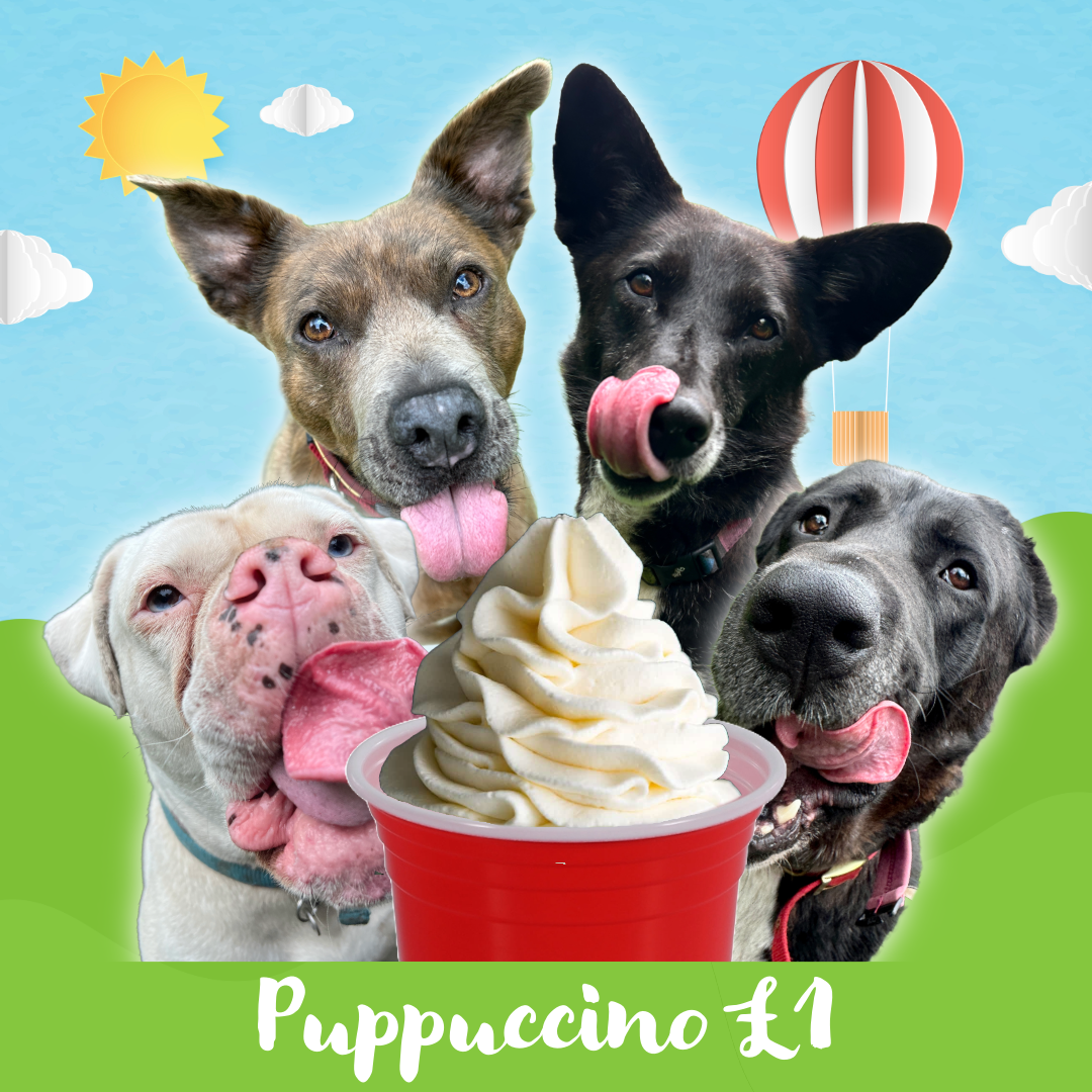 Dogs 4 Rescue Shop (run by Grumpy Stu)